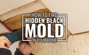 Mold in Home: Symptoms, Causes & Prevention [2025 Guide]
