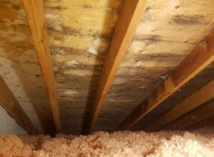 How To Remove Mold From Attic Plywood Easily?