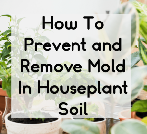 Mold on Plant Soil: Causes, Types & How to Get Rid of It Naturally