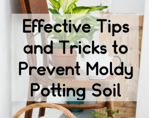 Mold on Plant Soil: Causes, Types & How to Get Rid of It Naturally