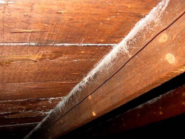 Mold On Wood: How to Identify, Dangers, Causes & Removal
