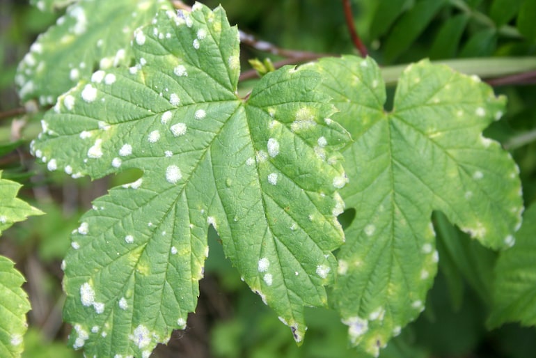 How To Deal With Powdery Mildew & Grey Mold on Plants?