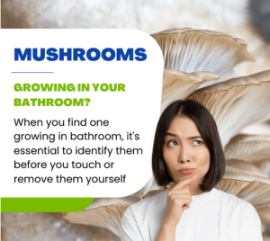Mushroom Growing in Bathroom - How to Identify & Remove it?