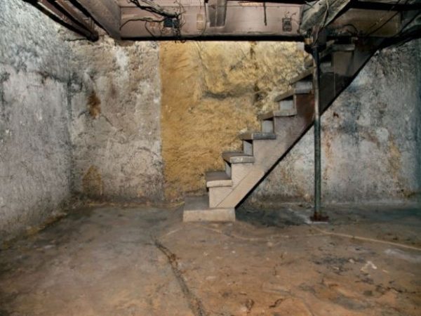 Basement Black Mold Toronto – Risks, Identification & Removal