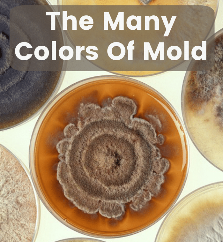How to Identify Mold Type By Color - Colors Of Mold
