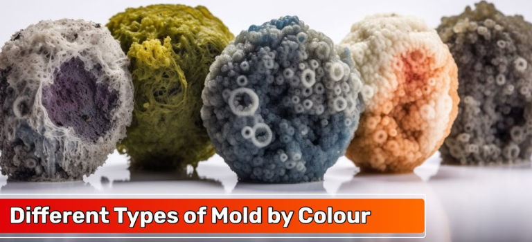 How to Identify Mold Type By Color - Colors Of Mold