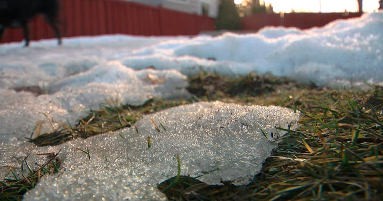 Snow Mold: Causes, Identification, Treatment & Prevention