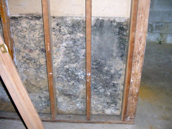 Signs of Mold Behind Drywall: Health Risks & Detection [2026]